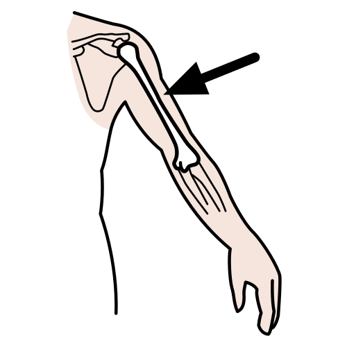 humérus